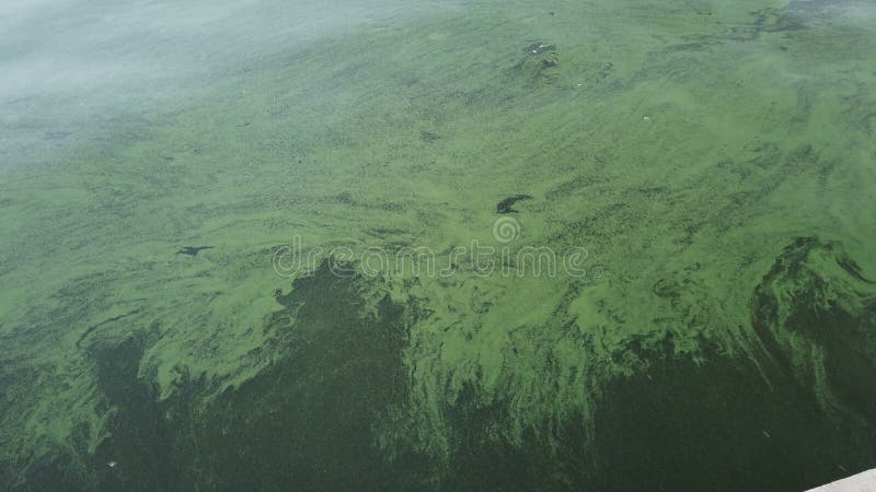 An Aerial View of the River. Green Algae on the Surface of the Water ...