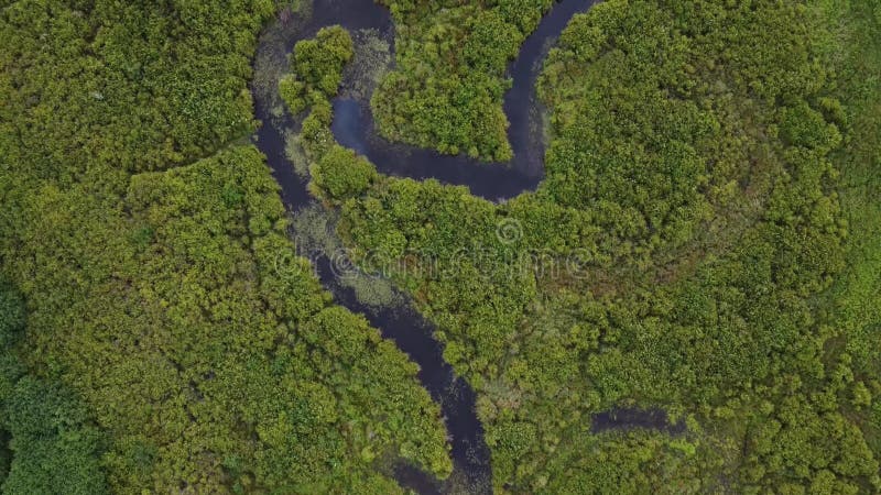 Aerial View of River Running through a Tropical Rainforest in the ...