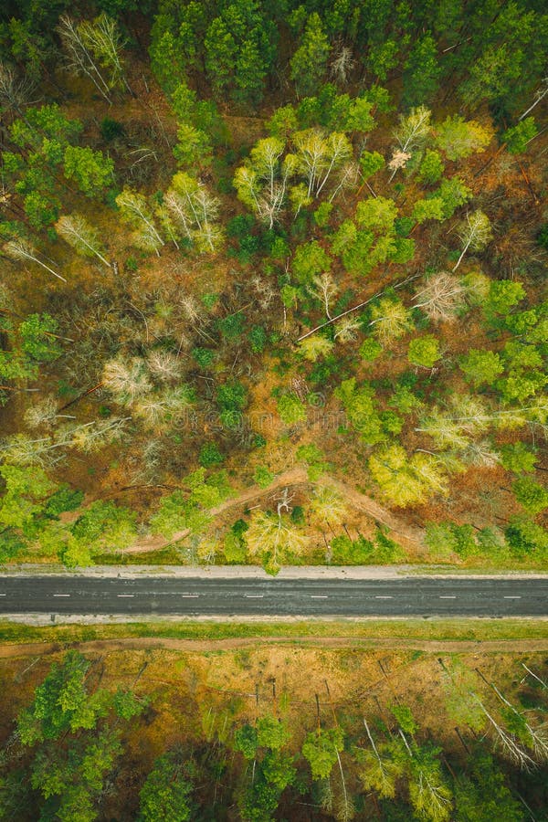Aerial View of Road through Spring Forest Landscape. Top View of ...
