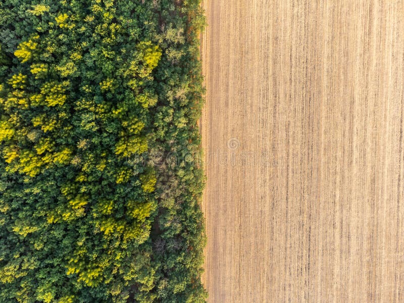 Aerial View of Road Surrounded by Dense Trees Stock Photo - Image of ...