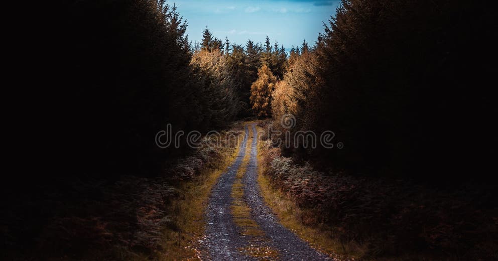 Aerial View of Road Surrounded by Dense Trees Stock Photo - Image of ...
