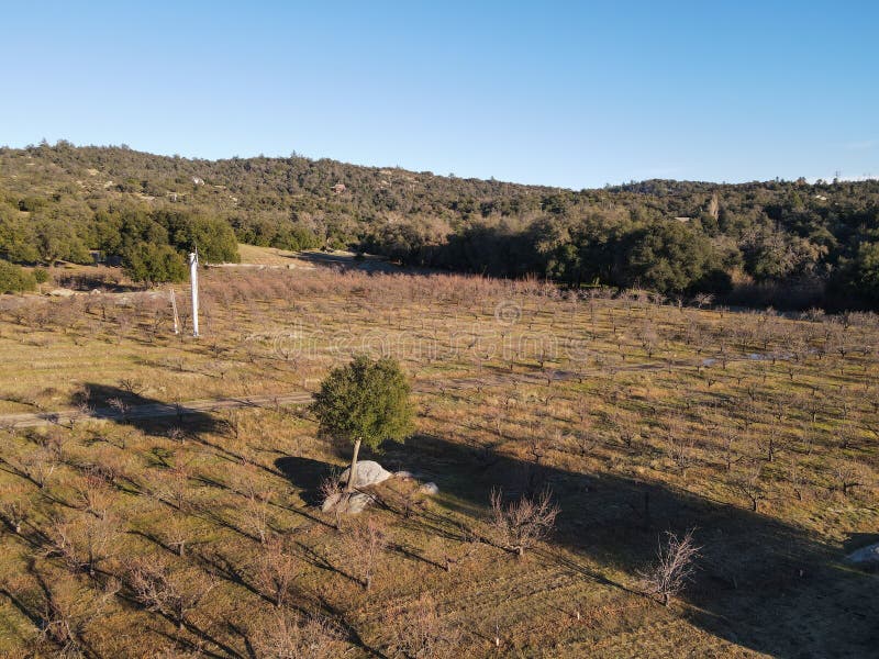Aerial View of Rows of Apple Trees in an Orchard during Winter Season ...