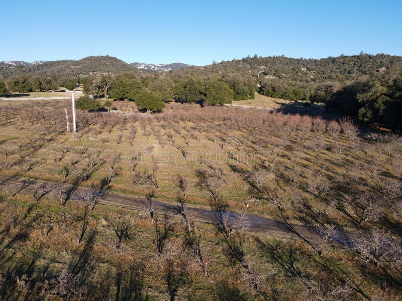 Rows of Apple Trees in an Apple Orchard on a Background of Green Grass ...