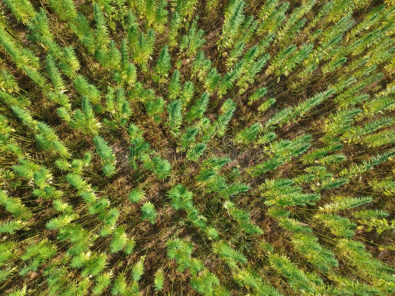 Aerial View on Rows of Marijuana Weed Field. Stock Photo - Image of ...