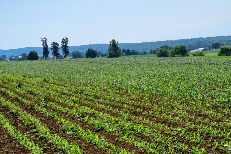 Aerial View of Rows of New Growth Crops in a Field Stock Photo - Image ...
