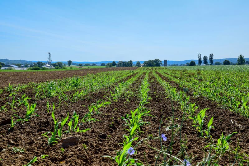 Rows of New Growth Crops in a Field on a Summer Day Stock Image - Image ...