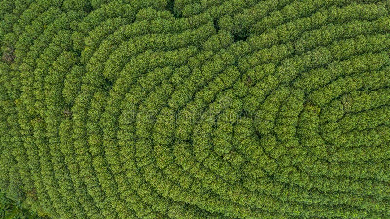 Aerial View Rubber Tree Forest, Top View of Rubber Tree and Leaf Stock ...