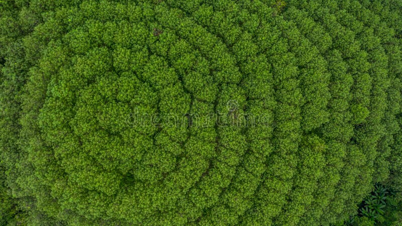Aerial View Rubber Tree Forest, Top View of Rubber Tree and Leaf Stock ...