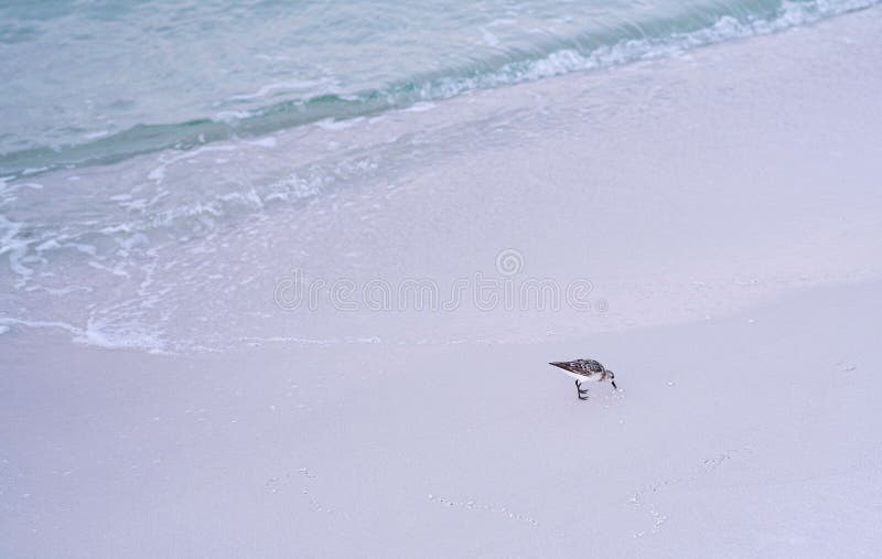 Aerial View of Sanderling in Beach Stock Photo - Image of wings ...