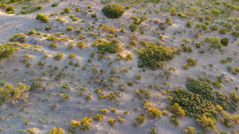 Aerial View of a Sandy Landscape with Plants Stock Photo - Image of ...