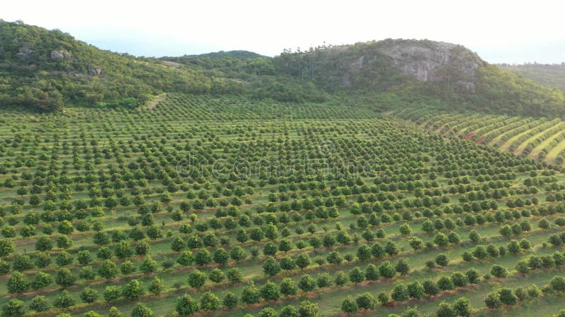 Aerial View of Scenic Orchard with Rows of Fruit Trees Stock Video ...