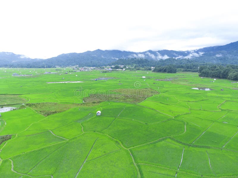 Aerial View Shot of Vast Paddy Field Valley Stock Image - Image of ...