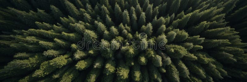 Aerial View of Pine Tree stock illustration. Illustration of evergreen ...