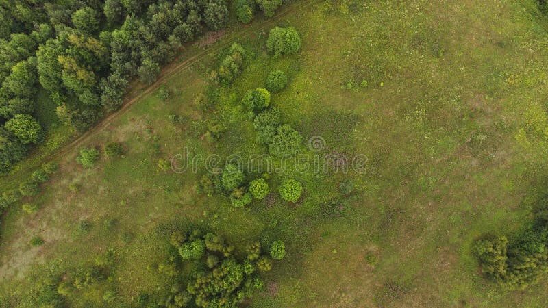 From Above, a Forest Meets a Wide Field or Meadow, Where Sparse Trees ...