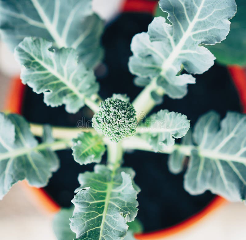 Aerial View of a Small Cauliflower Stock Image - Image of romanesco ...