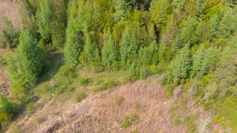 Aerial View of a Small Marsh Stock Image - Image of closeup, leaf ...