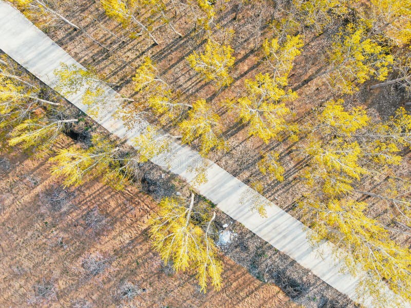 Aerial View of a Small Scale Forest Stock Image - Image of sunrise ...