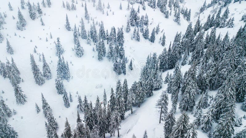 Aerial View of the Snow-covered Christmas Tree in Mountains Stock Photo ...