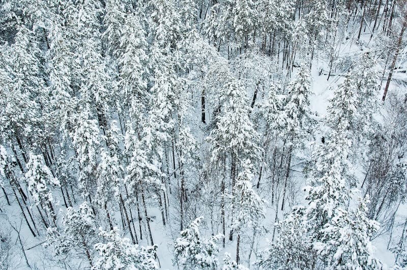 Aerial View from Above of Winter Forest Covered in Snow. Pine Tree and ...