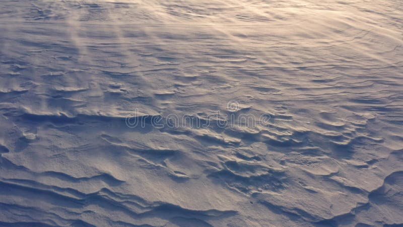 Strong Wind Blowing Against the Paddy Plants. Stock Footage - Video of ...