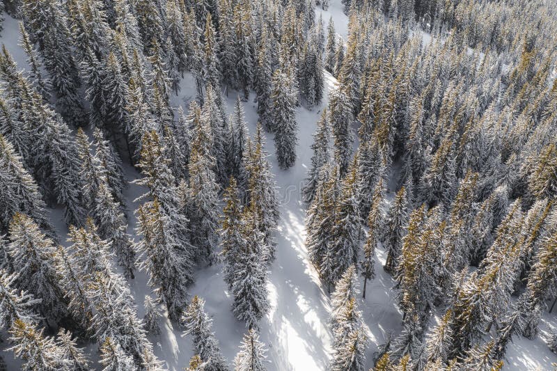 Aerial View Of A Snowy Forest Stock Image - Image of rural, cold: 223783037