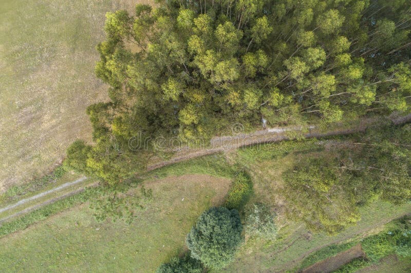 Aerial View of Some Eucalyptus Trees Next To a Road Stock Photo - Image ...