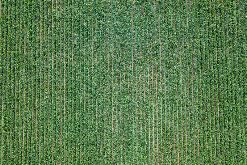 Aerial View Soybean Field. Young Soybean Aerial View Stock Image ...