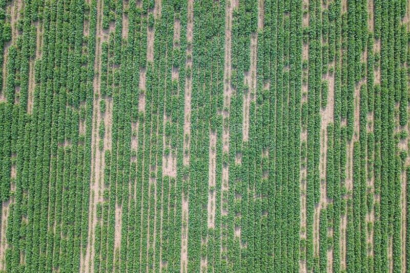 Aerial View Soybean Field. Young Soybean Aerial View Stock Image ...
