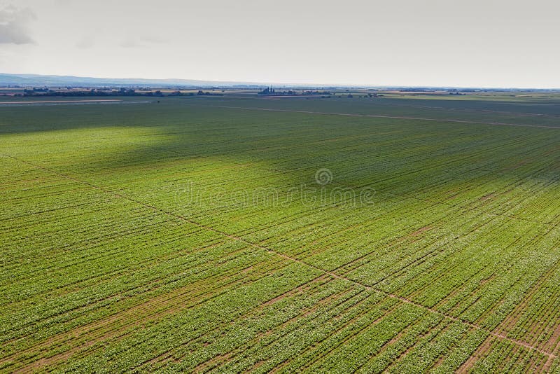 Aerial View Soybean Field. Young Soybean Aerial View. Stock Photo ...