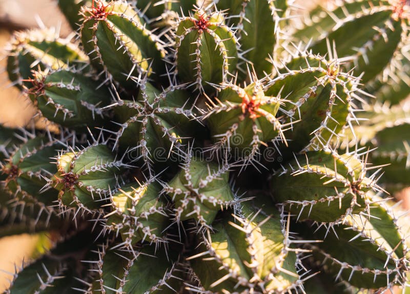 Aerial View of a Spiny Cactus Stock Photo - Image of cactus, botany ...