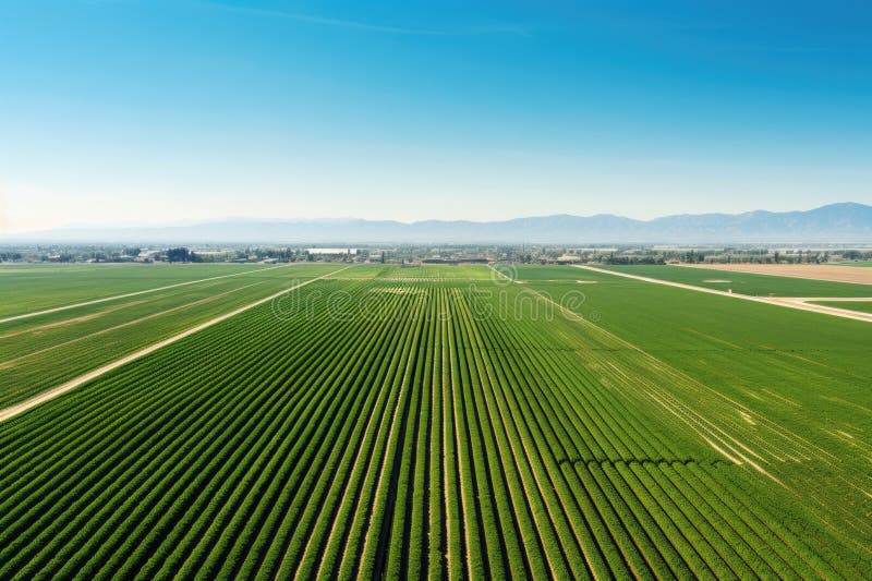 Aerial View of a Sprawling Watermelon Field Under a Clear Sky Stock ...