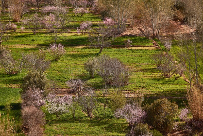 Spring Field in Morocco with Blooming Trees Stock Photo - Image of clay ...