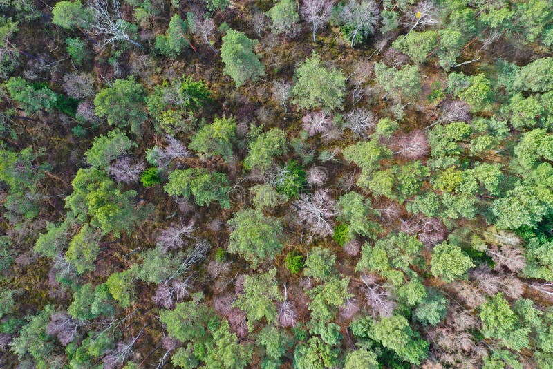 Aerial View on Spring Forest with Birch Tree and Other Type Stock Photo ...
