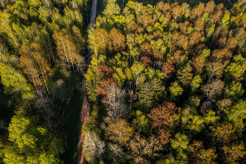 Aerial View of Spring Forest with New Leaves on Deciduous Trees Stock ...