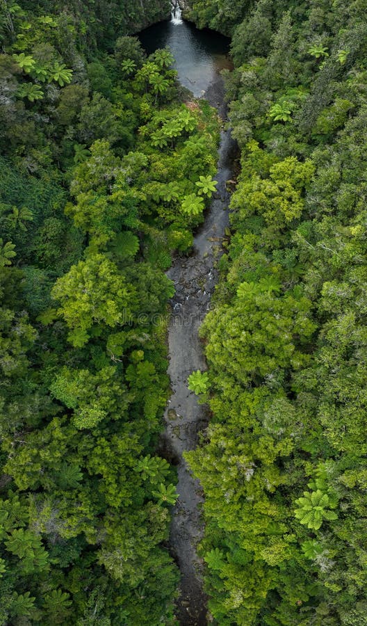 Aerial View of a Stream in the Rainforest Stock Photo - Image of ...