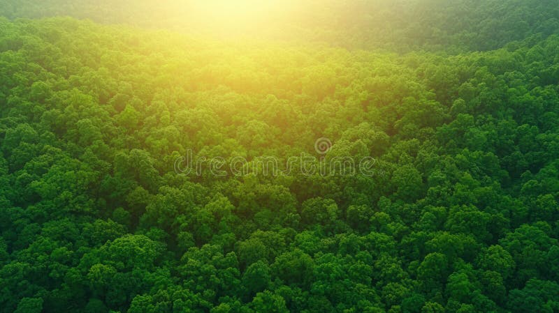 Aerial View of Summer Canopy with Dense Greenery Under Soft Sunlight in ...