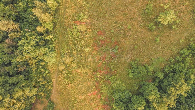 Aerial View of a Summer with Flowers and Trees Stock Photo - Image of ...