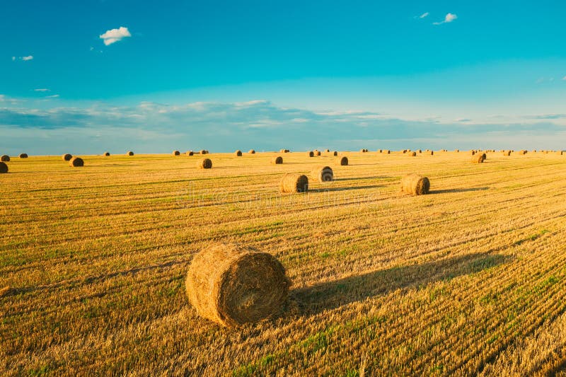 Aerial View of Summer Hay Rolls Straw Field Landscape in Evening ...