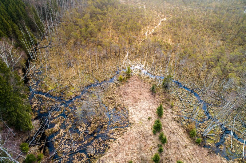 Aerial View of Swamp Forest Stock Image - Image of outdoor ...