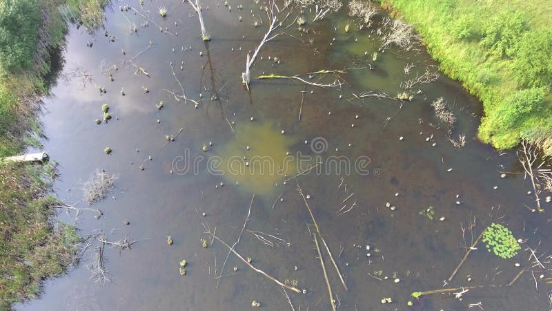 Aerial view of swamp stock video. Video of aerial, nature - 79098641