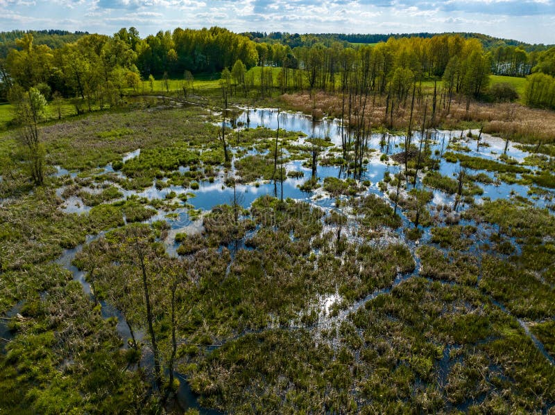Aerial View of Swamp in Springtime with Trees and Grass, Blue Sky Stock ...