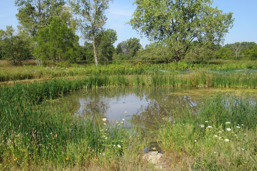 Aerial View of Swamp Surrounded by Dense Trees Stock Photo - Image of ...