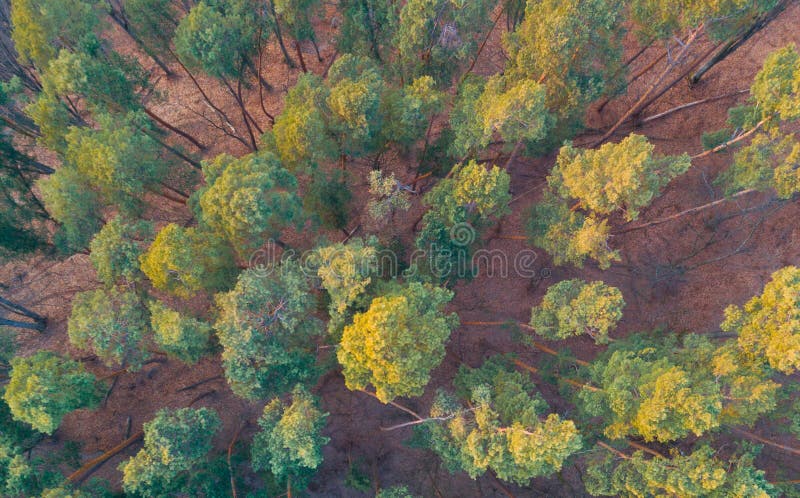 Aerial View of Tall Tree in the Forest Stock Image - Image of natural ...