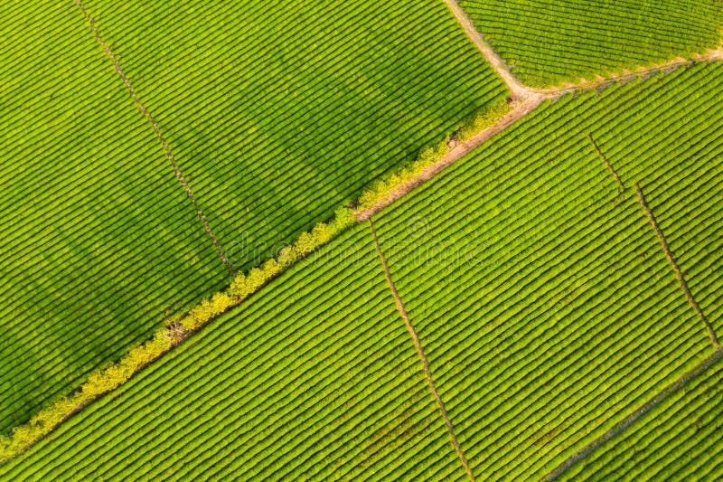 Aerial view of tea farm stock photo. Image of organic - 185856344