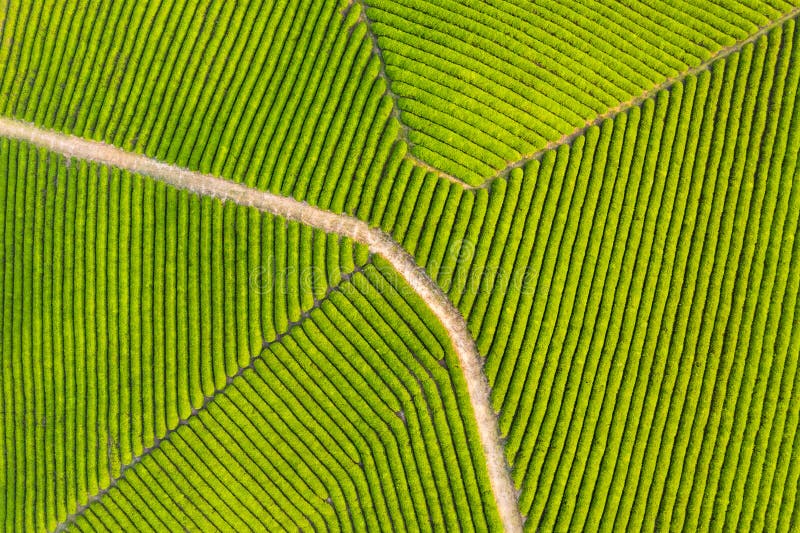 Aerial view of tea farm stock image. Image of view, field - 185856479