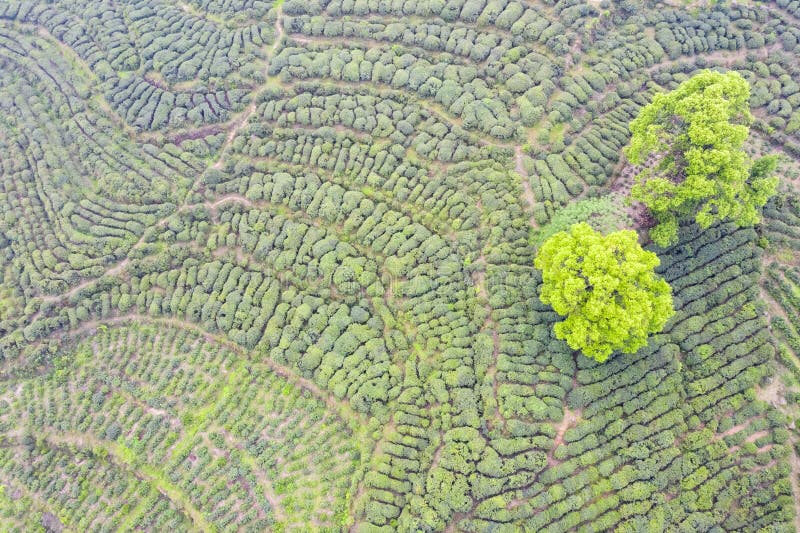 Aerial View of Tea Plantation Stock Image - Image of countryside, rural ...