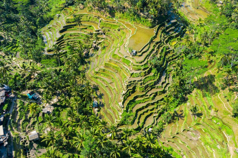 Aerial View of Terraced Rice Fields Bali, Indonesia. Stock Image ...