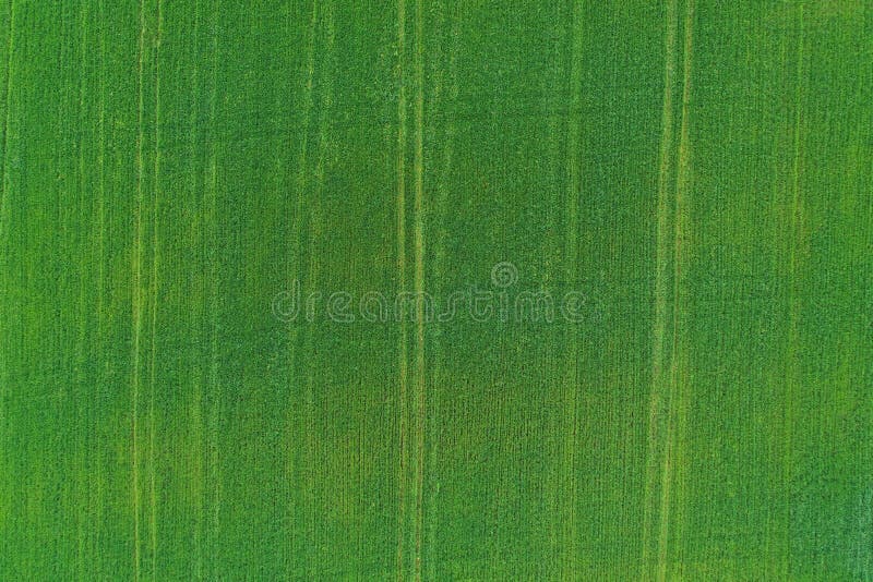 Aerial View of the Texture of a Young Green Field in Spring Stock Image ...