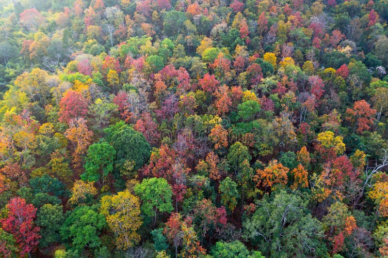 Colorful Forest Autumn Foliage Stock Image - Image of nature, landscape ...