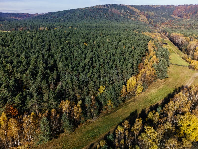 Think Forest of Tree Trunks and Branches in Black and White Landscape ...